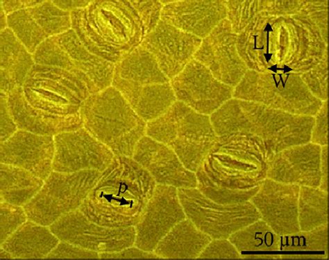 Stomatal Dimension Measurements P Stomatal Pore Length L Guard Cell Download Scientific
