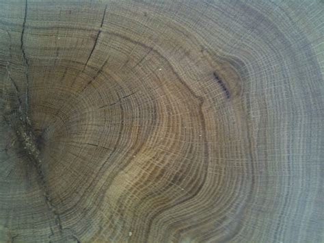 Tree Rings Using Dendrochronology To Age Trees Counting Rings