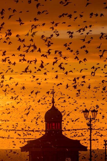 Premium Photo Starling Murmuration