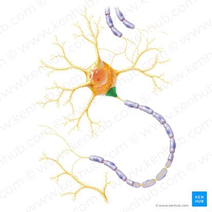 Aufbau Einer Nervenzelle Physiologie Struktur Funktion Kenhub