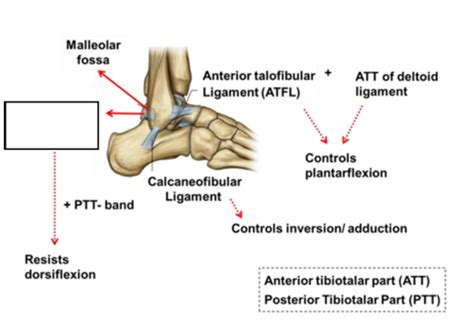 Joints Of The Ankle Talocrural Joint And Foot Flashcards Quizlet