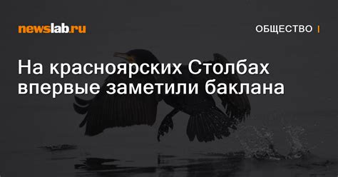 На красноярских Столбах впервые заметили баклана Новости общества Красноярска и Красноярского