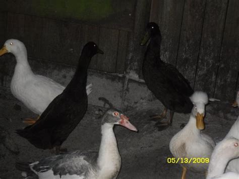 Runner Ducks How To Sex Anyone Know Please Backyard Chickens Learn How To Raise