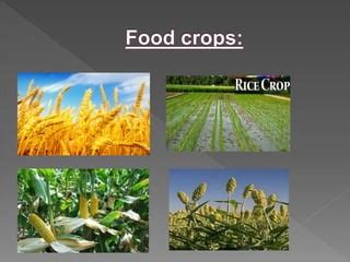Cash Crops Examples With Names