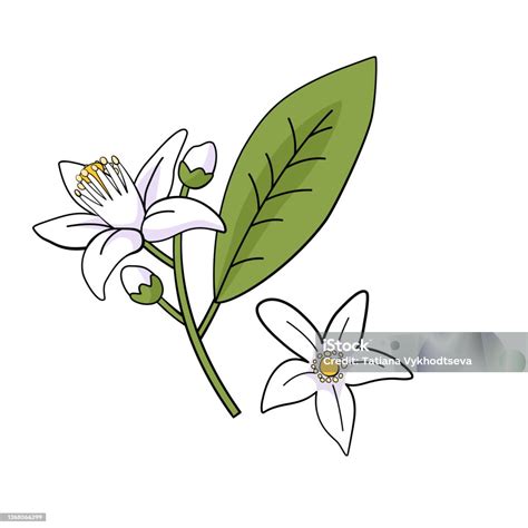 꽃과 오렌지 나무 가지 네롤리 꽃 향수 비누 화장품 한방 의학 아로마테라피 에센셜 오일과 관련된 제품 포장용 그래픽 프린트 흰색 배경에 격리 오렌지꽃에 대한 스톡 벡터 아트