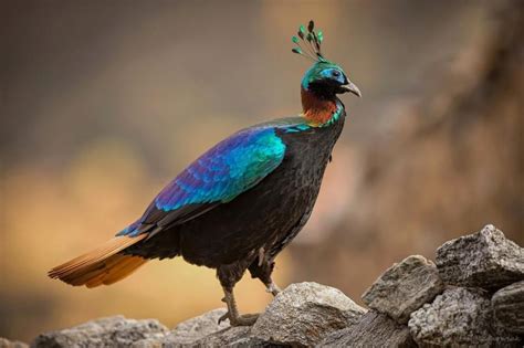 Himalayan Monal Lophophorus Impejanus Olśniak Himalajski Birds
