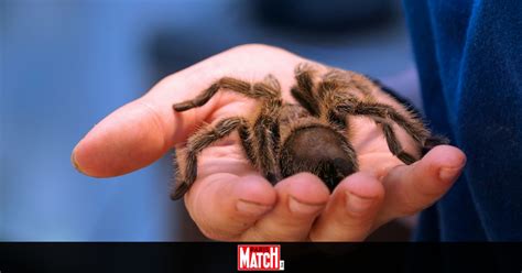 Une Tarentule Vivante Abandonnée En Pleine Rue à Bruxelles Parismatchbe