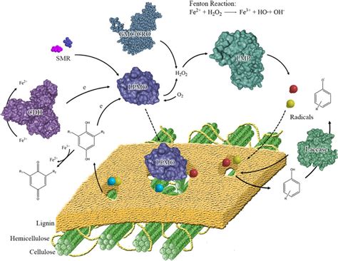 The Proposed Extracellular Redox Network For Lignin Oxidation Download Scientific Diagram
