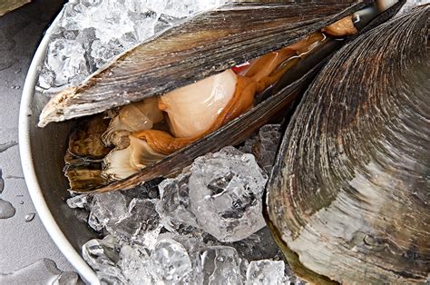 삼삼해물 키조개 25~28cm냉장 마켓컬리