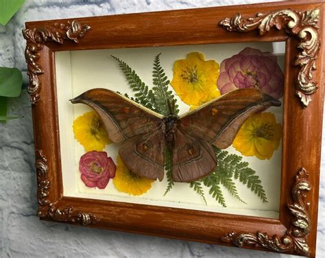 Assam Silk Moth In Ornate Wood Shadowbox With Pressed Flowers Etsy