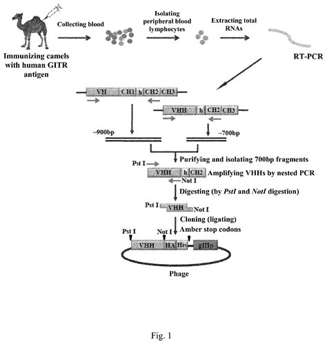 Miniaturized Antibody Of Anti Glucocorticoid Induced Tumor Necrosis Factor Receptor Gitr And