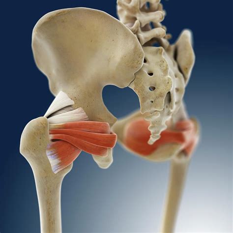 Anatomy Of Buttocks Diagram