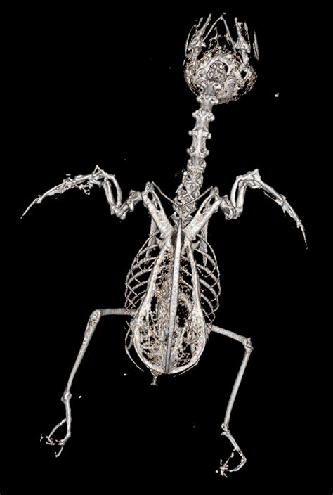 Lsu Research Bites New Imaging Approaches Help Veterinarians Detect