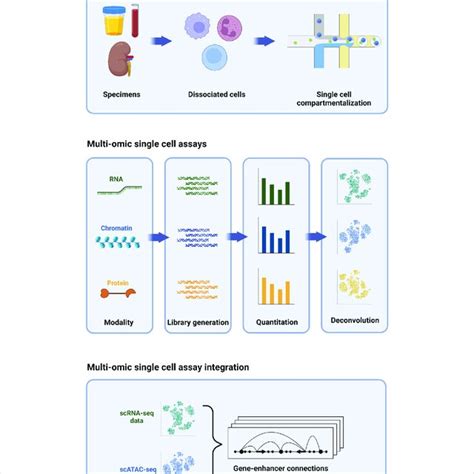 Multi Omic Single Cell Sequencing Provides An Integrated View Of Cell