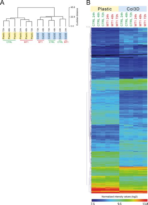 hierarchical clustering of probes and samples control ctrl and