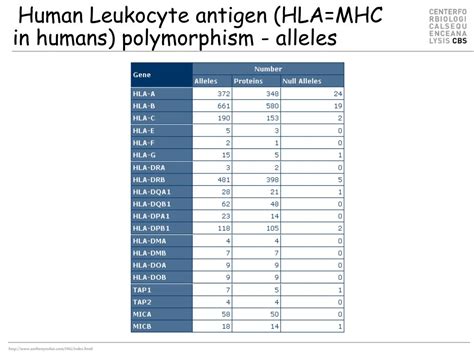 Ppt Mhc Polymorphism Powerpoint Presentation Free Download Id1277416