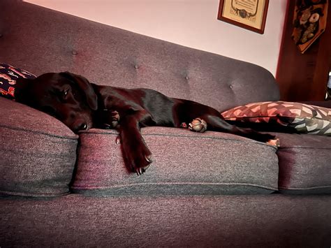 Lazy Labor Day R Labrador