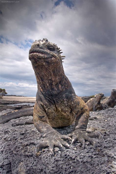 Low Angle View Of A Marine Iguana Betty Sederquist Photography