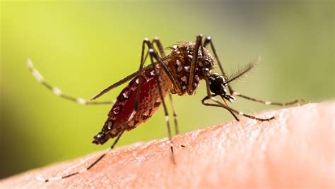 Dengue Symptoms Types Causes Treatment And Prevention Healthshots