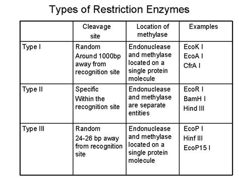 Restriction Enzymes Restriction Endonucleases Are Part Of A