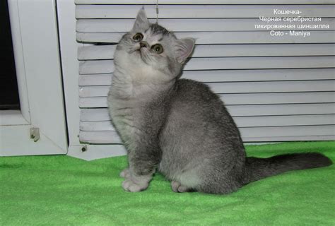 Шиншилла кошка черная картинки и фото Koshka Top