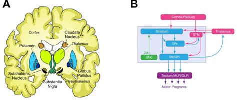 Simple Scheme Of Basal Ganglia Connectivity A Location Of The Basal