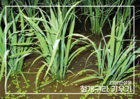 청개구리 올챙이와 알 수명과 먹이 독 등 키우기 네이버 블로그