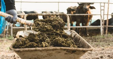 Types Of Biomass A Detailed Look Electric Guide