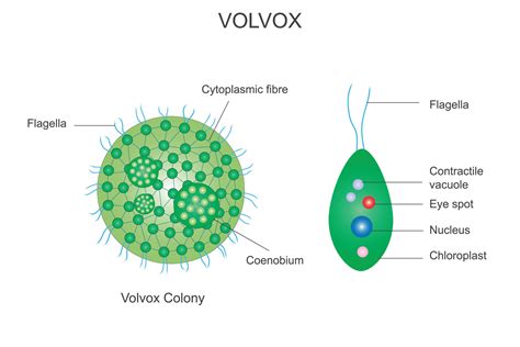Green Algae Labeled Diagram