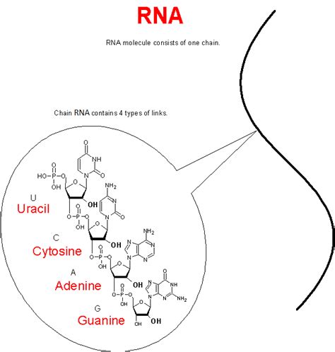 Spiral Framework Golang And Dna Synthesis
