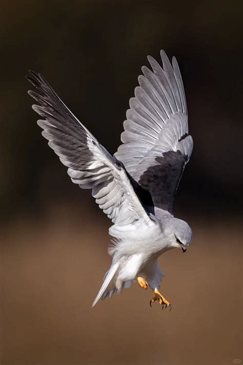 空中表演艺术家 黑翅鸢 花瓣网