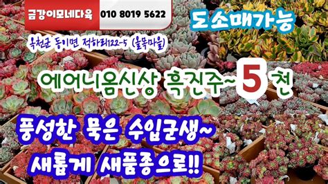 수입군생다육 새로운 새품종군생 입고 오늘은 에어니옴속 꽃수형 착한가격에 소개 특가다육도 있으니 선택필수~ Youtube