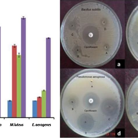 Pdf Biosynthesis Characterization And Evaluation Of Bioactivities