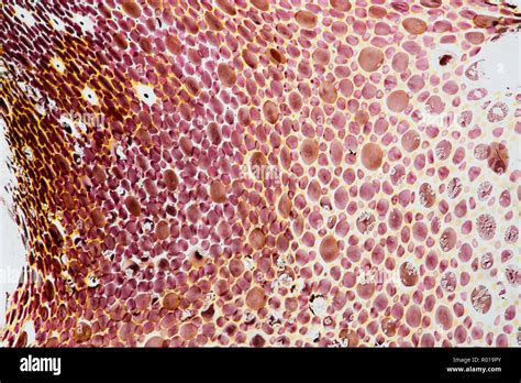 Squid Chromatophores