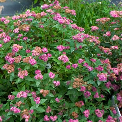 Spiraea Gammons Garden Center And Landscape Nursery