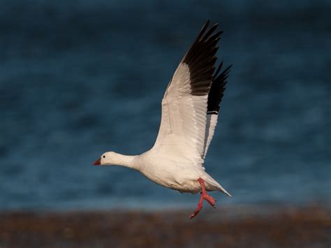 тапети небе летене дивата природа Nikon патица гъска клюн Летя