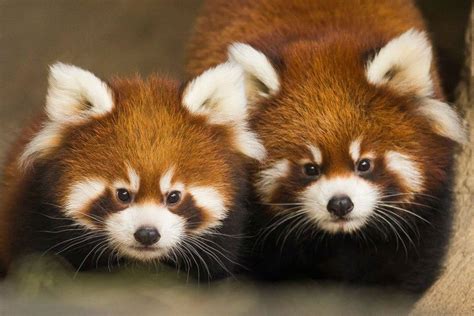 Meet The Cutest Cubs In Chicago 10 Photos Twistedsifter