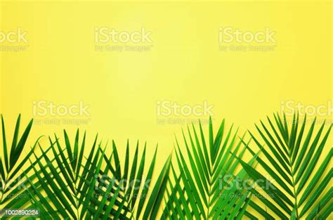 열 대 야 자 나뭇잎 파스텔 노란색 배경에 최소한의 여름 개념입니다 복사 공간 크리에이 티브 플랫 하다입니다 상위 뷰 녹색 잎 펀치 파스텔 종이에 0명에 대한 스톡 사진 및