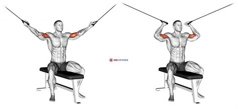 Cable Seated Overhead Curl Home Gym Review