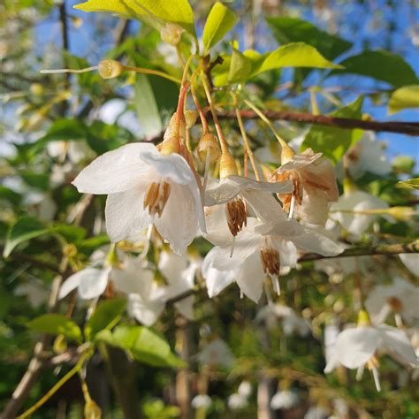 Styrax Japonica Japanese Snowbell