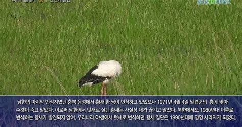 뱁새는 못쫓아가겠네…남부 겨울철새 황새 한여름 연천 등장 [영상]