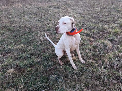 Bullet English Pointer Adopted Gundogz Rescue