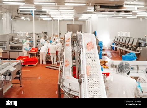 Chicken Fillet Production Line Factory For The Production Of Food