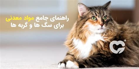 Uno Pet Food راهنمای جامع مواد معدنی ضروری برای سلامت سگ ها و گربه ها