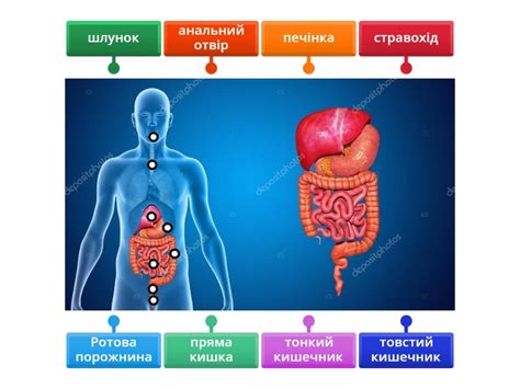 Система травлення Діаграма з мітками