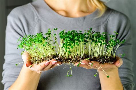 How Eating Microgreens Can Boost Your Health Sohawellness
