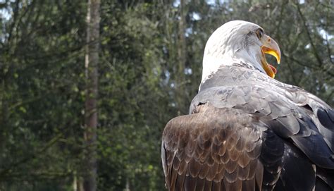 1920x1080 Wallpaper Bald Eagle Peakpx