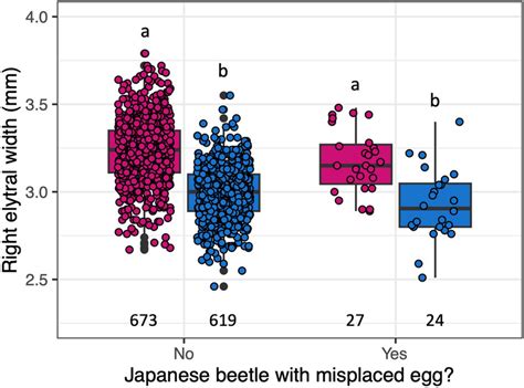 Female Pink And Male Blue Japanese Beetle Size Elytra Width Download Scientific Diagram