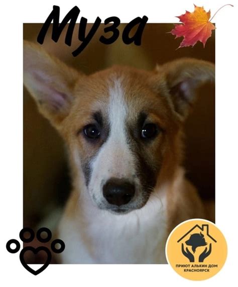 МУЗА КАЛИТКИНА Умница и красавица добрая и ласковая девочка ищет дом Приезжайте знакомиться