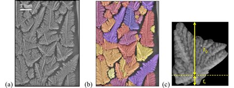 Image Analysis A Dendritic Grains Trapped In Eutectic Phase B Grain
